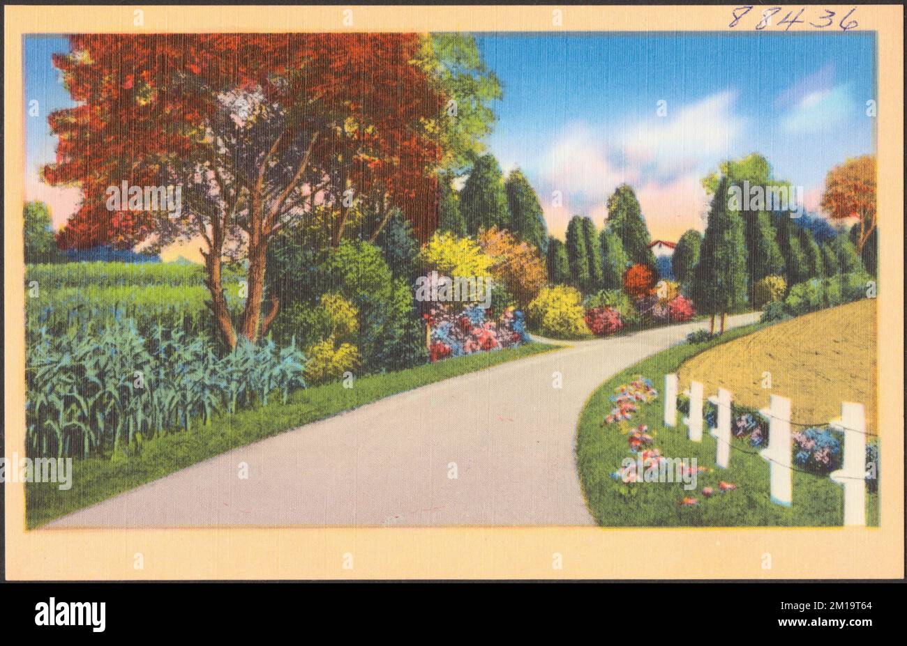 Tree And Flower Lined Road Fence To The Right Roads Trees Flowers Fences Tichnor Brothers
