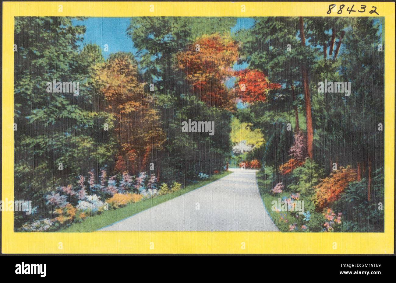 Tree and flower-lined road , Roads, Trees, Flowers, Tichnor Brothers ...