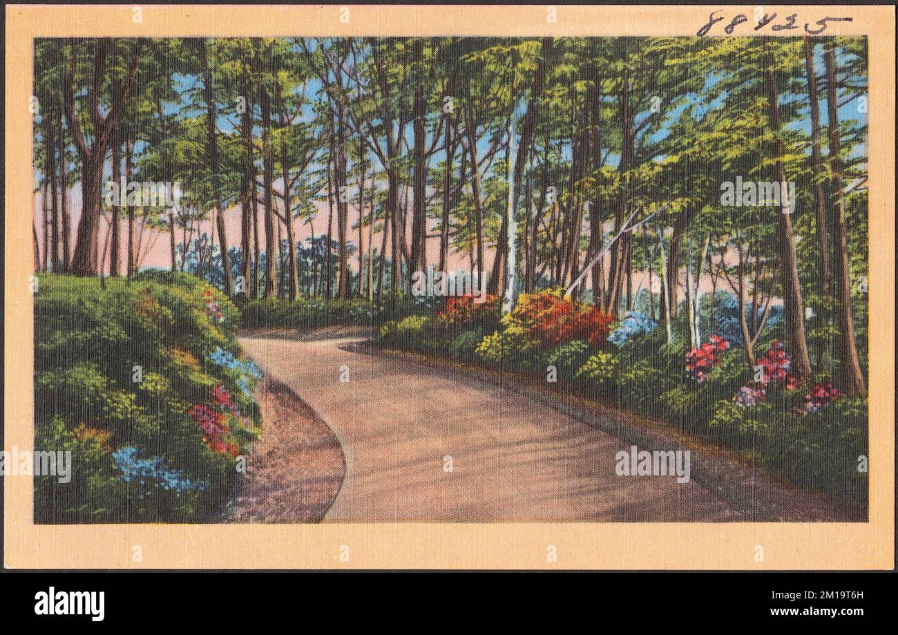 Tree and flower-lined road , Roads, Trees, Flowers, Tichnor Brothers ...