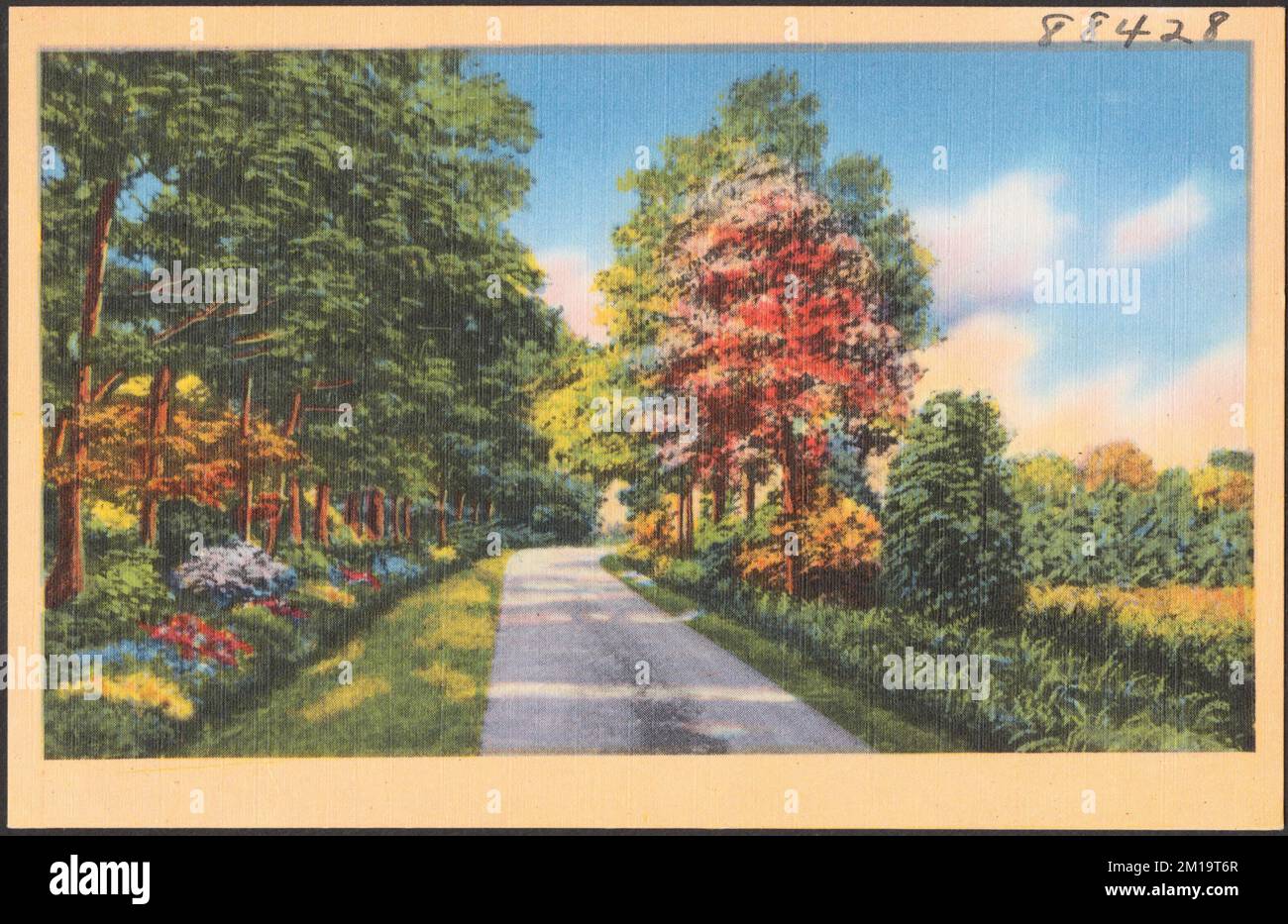 Tree and flower-lined road , Roads, Trees, Flowers, Tichnor Brothers ...