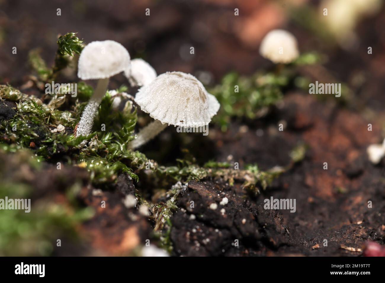 mushrooms in autumn Stock Photo - Alamy