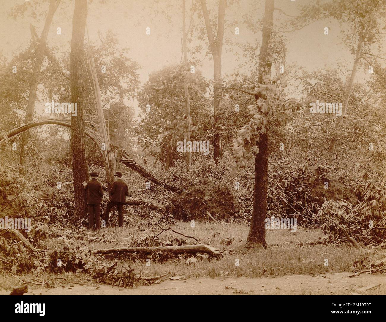 Tree damage , Tornadoes, Trees. Lawrence Stock Photo - Alamy