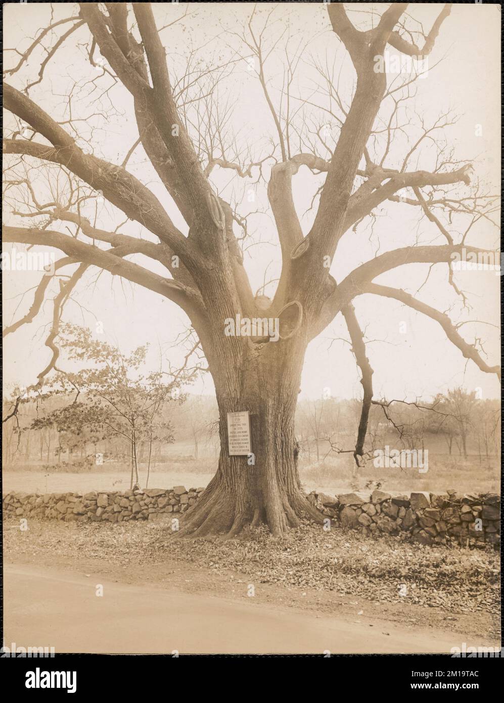 Tree transplanted in 1729, Cohasset, Mass. , Trees. Leon Abdalian ...