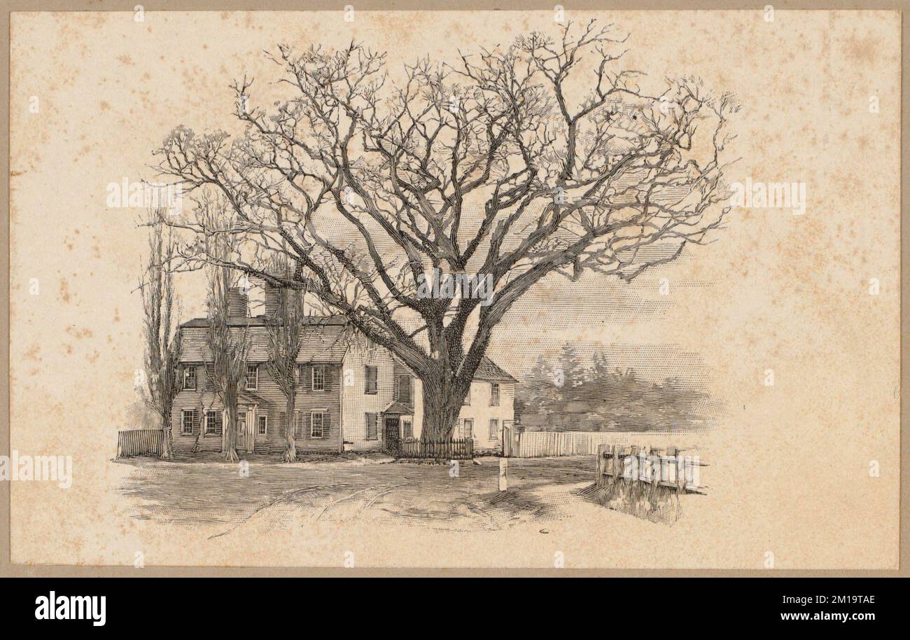 Tree in front of a house , Trees, Buildings, Archive of Photographic ...