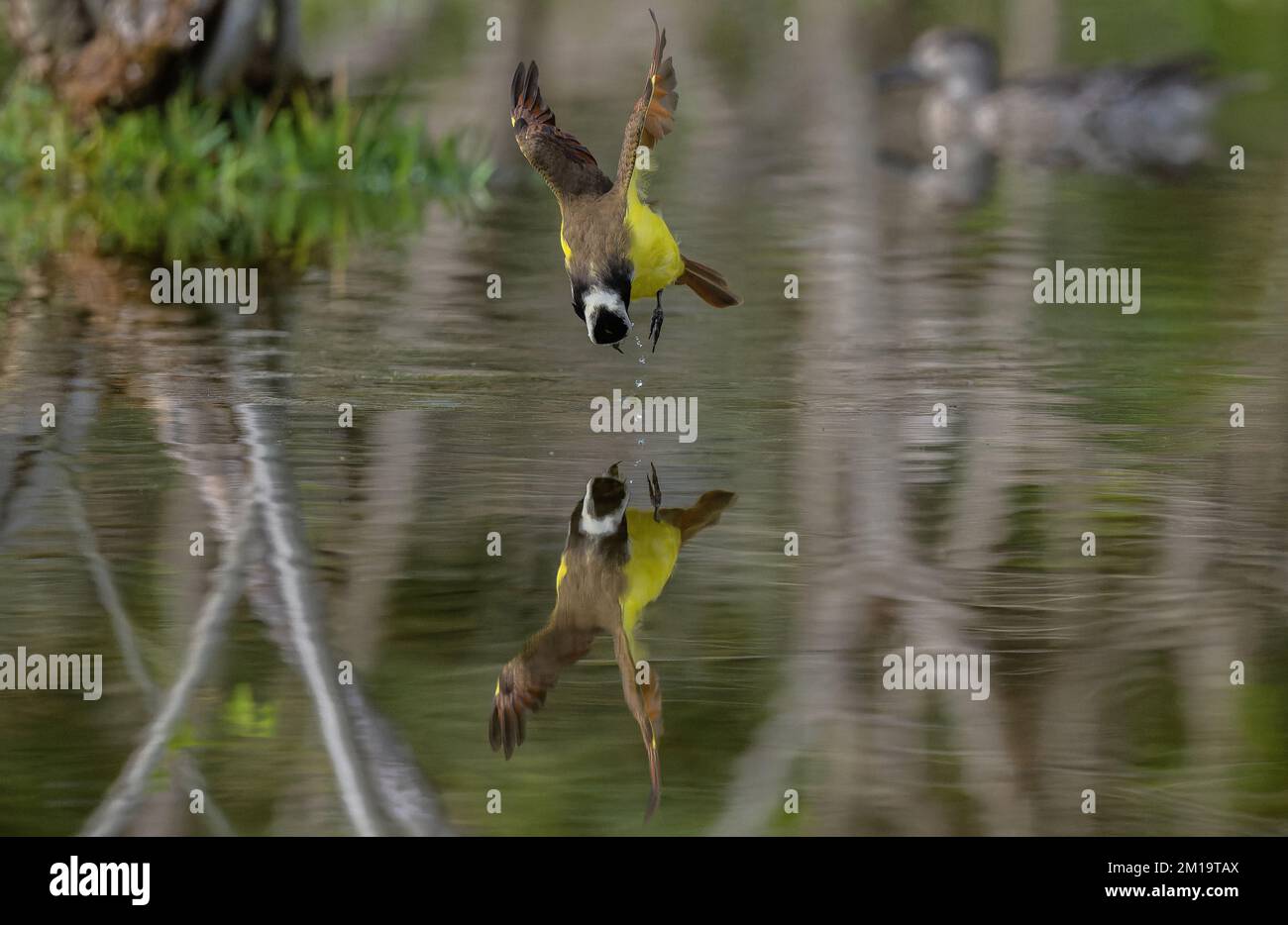 Great kiskadee, Pitangus sulphuratus, feeding by diving for ...