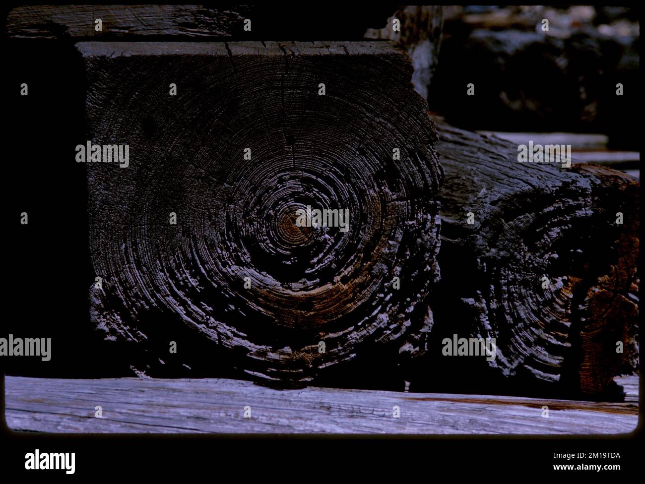 Tree rings on the end of a log , Logs. Edmund L. Mitchell Collection ...