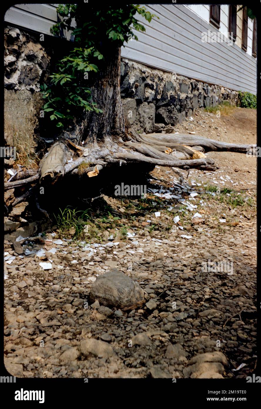Tree roots in building foundation , Trees. Edmund L. Mitchell ...