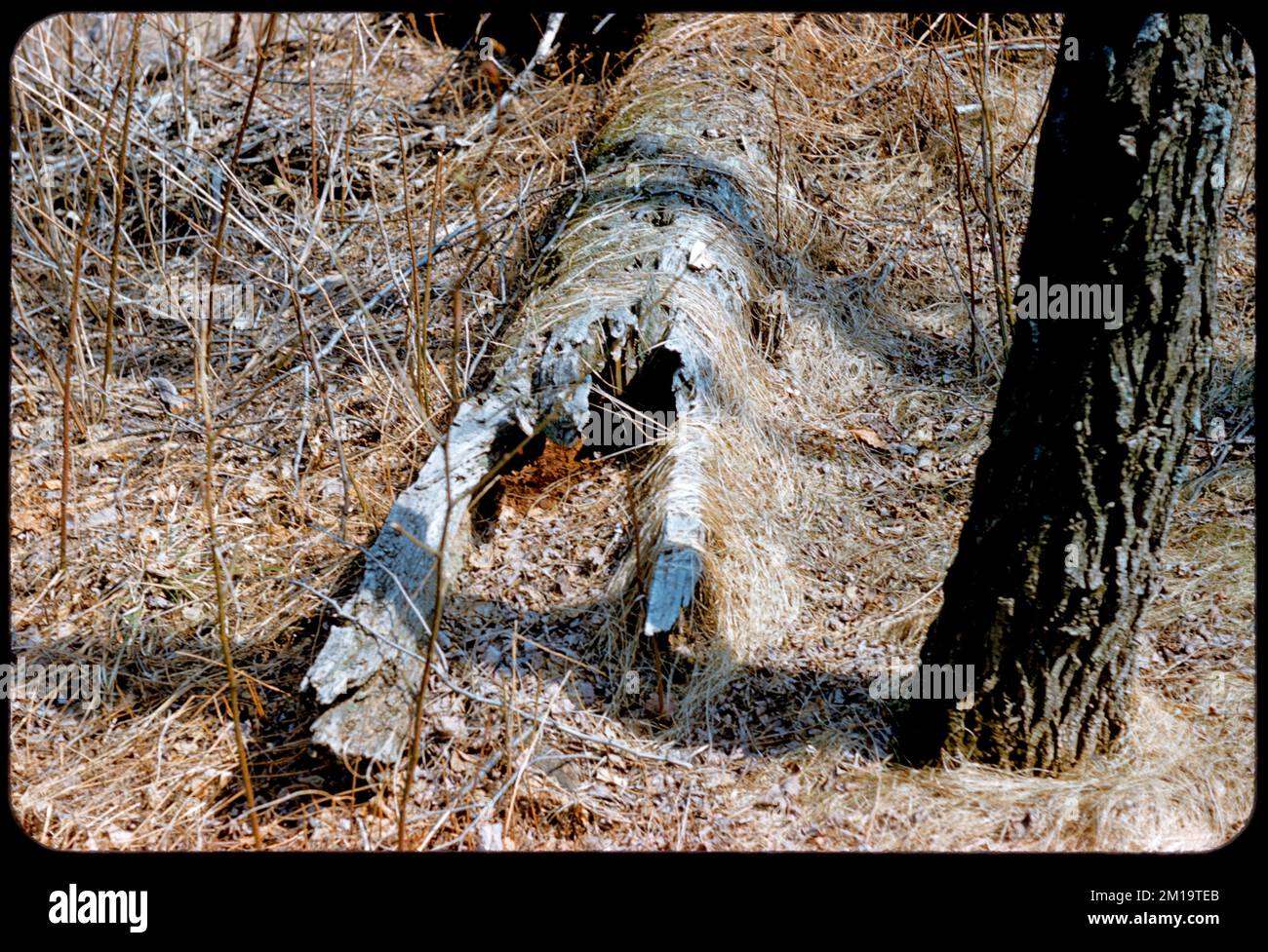 Tree, windfall, Mike Curran's , Trees. Edmund L. Mitchell Collection ...