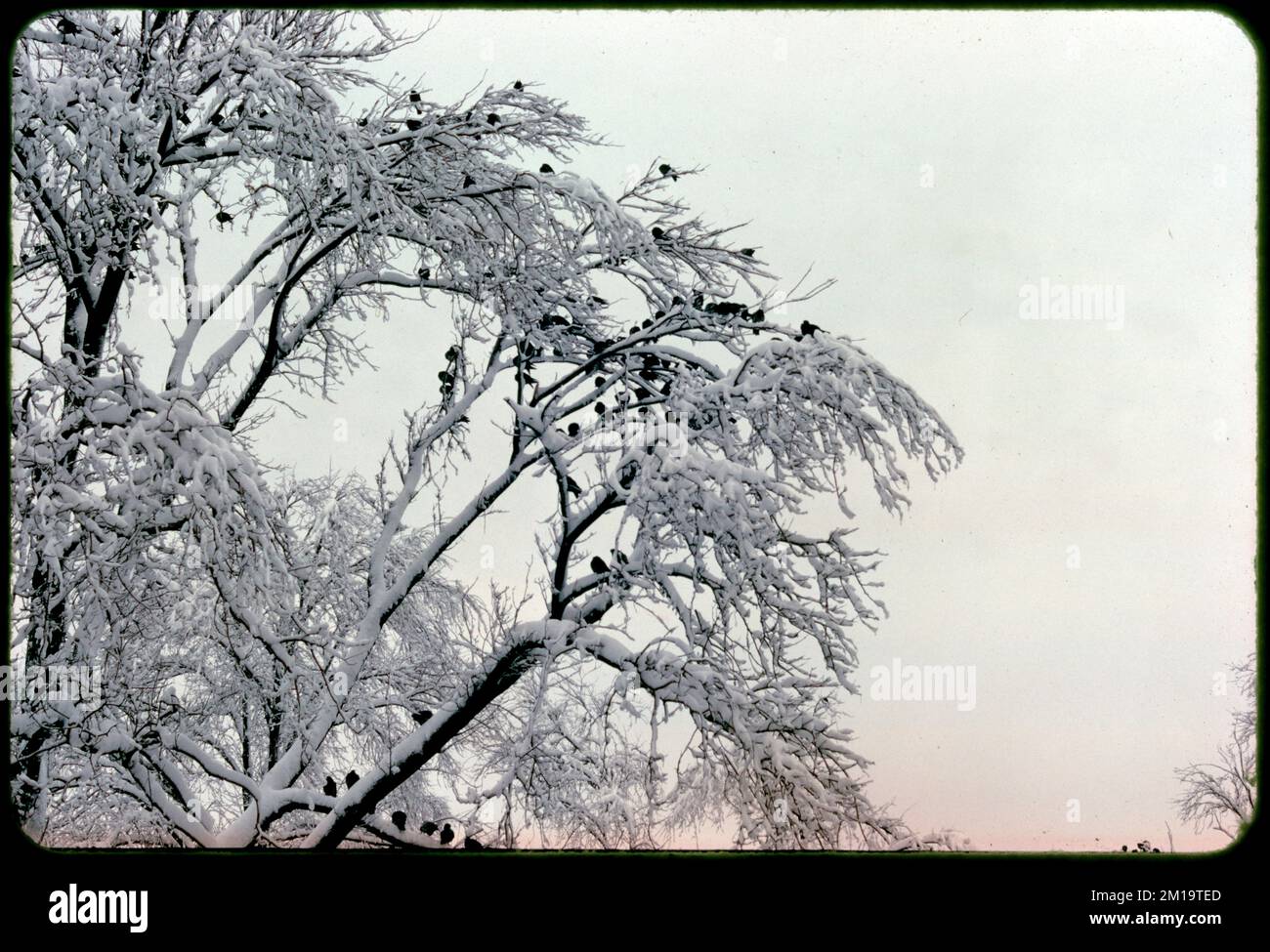 Tree with snow and birds, Boston Common , Trees, Snow, Birds. Edmund L ...
