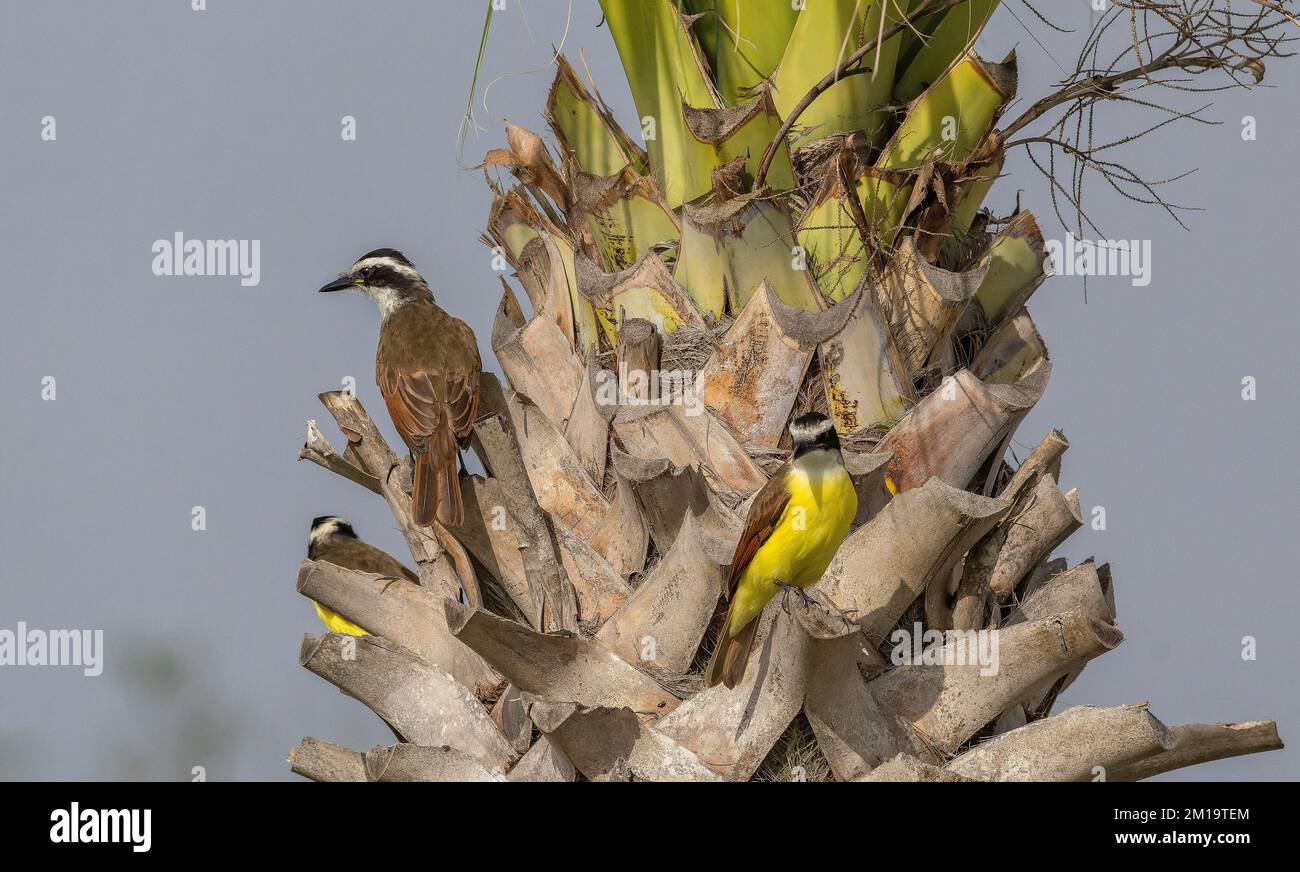 Three Great kiskadees, Pitangus sulphuratus, perched in palm tree ...