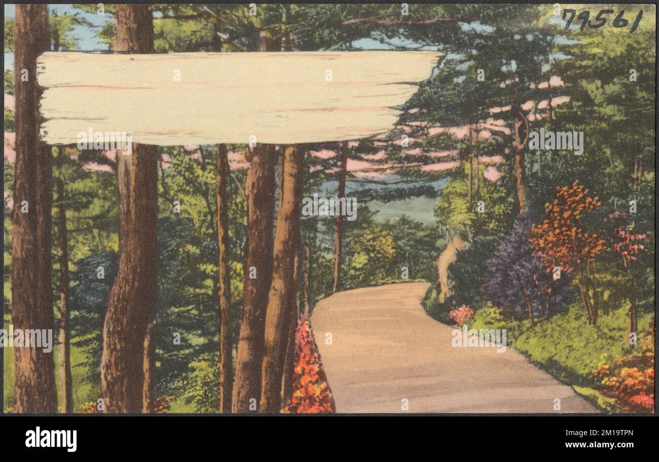 Tree-lined road , Roads, Trees, Tichnor Brothers Collection, postcards ...