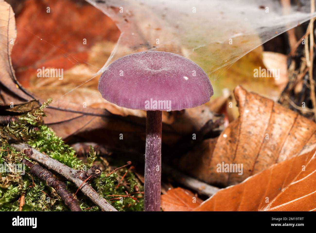 mushrooms in autumn Stock Photo - Alamy