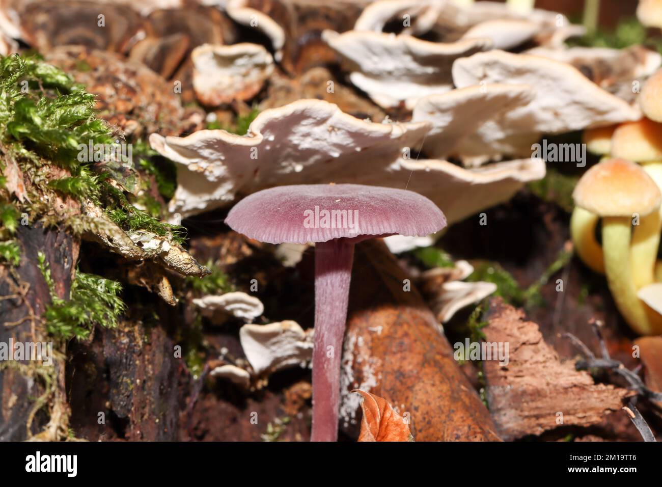 mushrooms in autumn Stock Photo - Alamy
