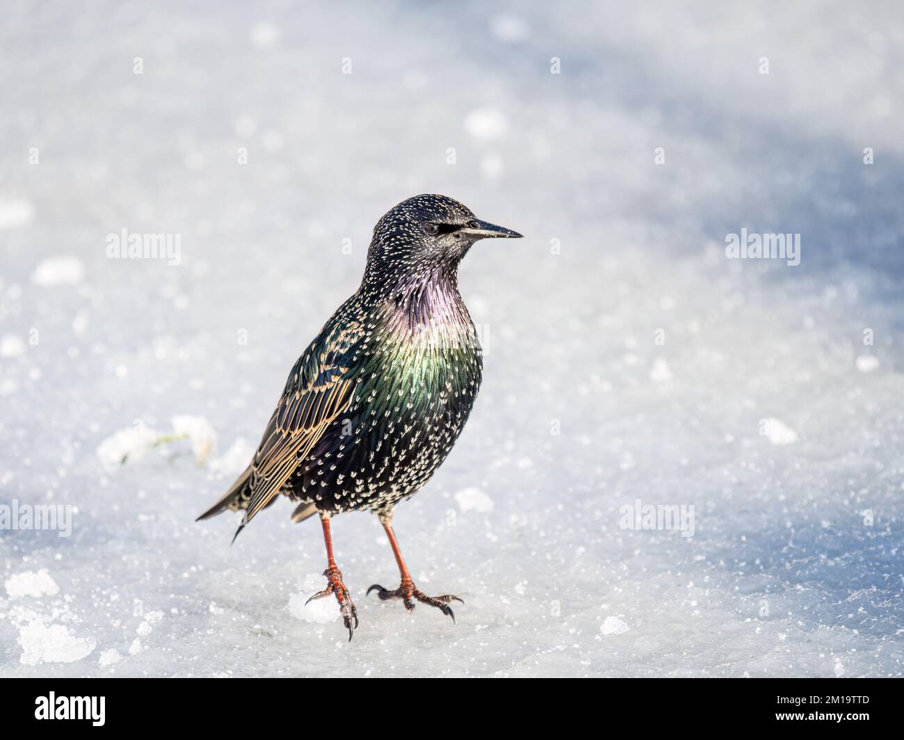 A starling in a snowy winter in mid Wales Stock Photo - Alamy