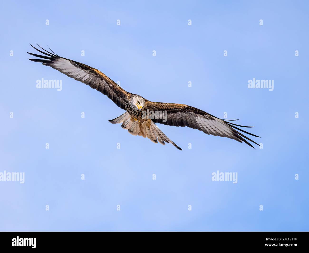 A red kite in winter skies in mid Wales Stock Photo - Alamy