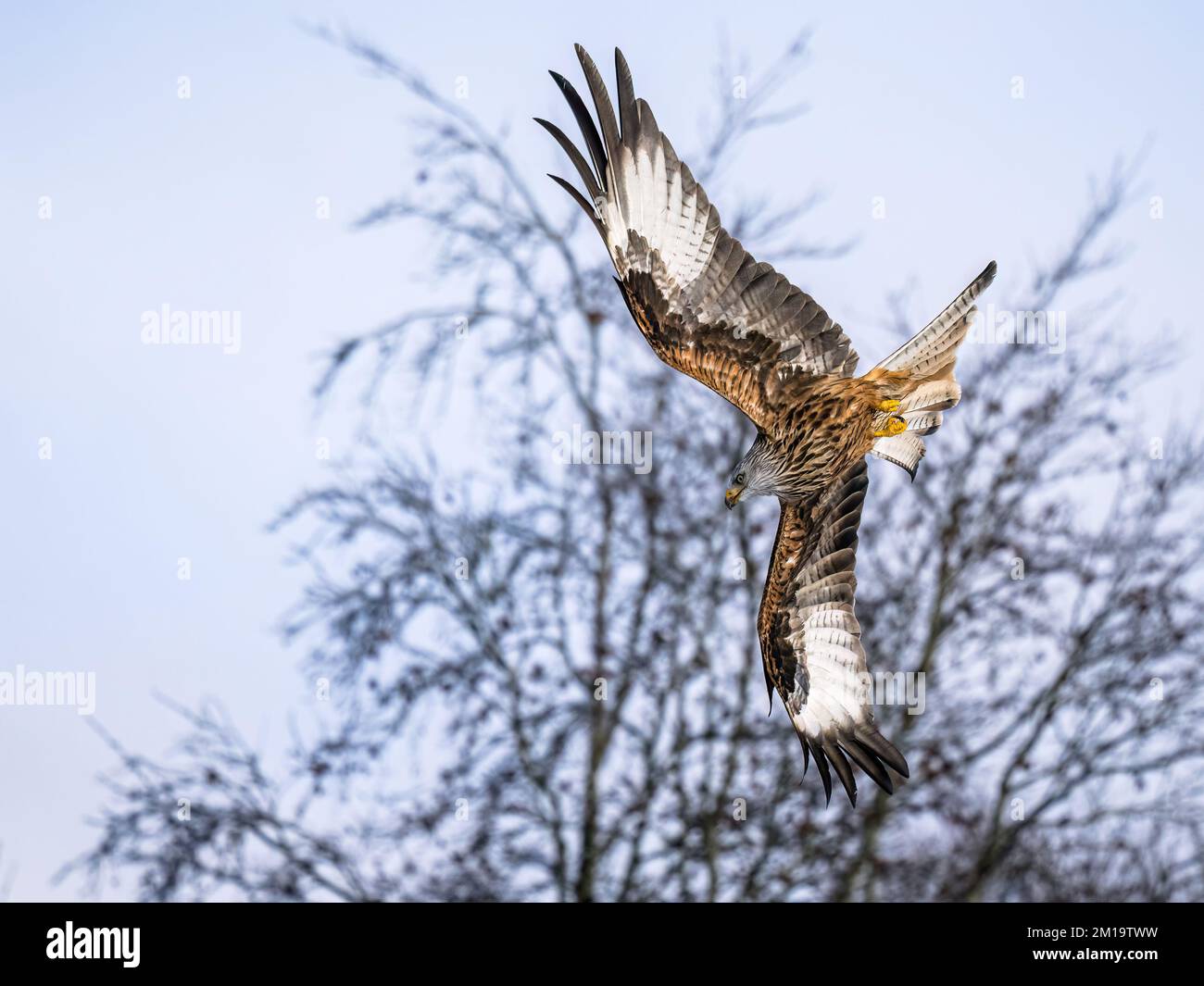 A red kite in winter skies in mid Wales Stock Photo - Alamy
