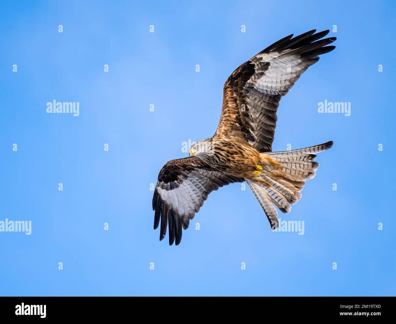 A red kite in winter skies in mid Wales Stock Photo - Alamy