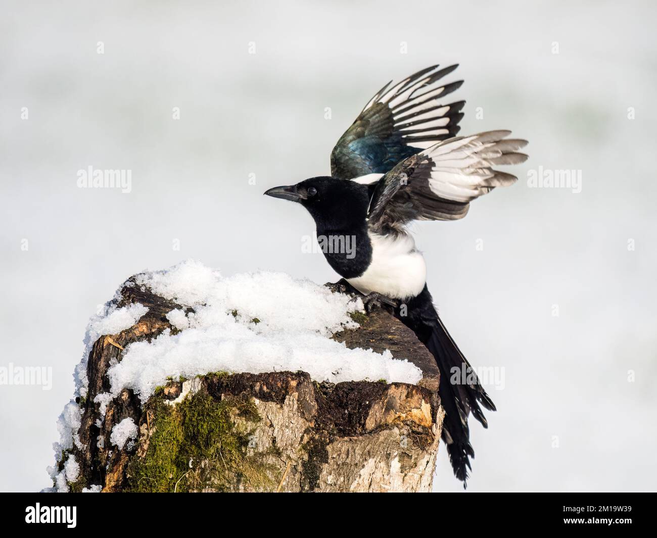 A magpie in a snowy winter in mid Wales Stock Photo - Alamy