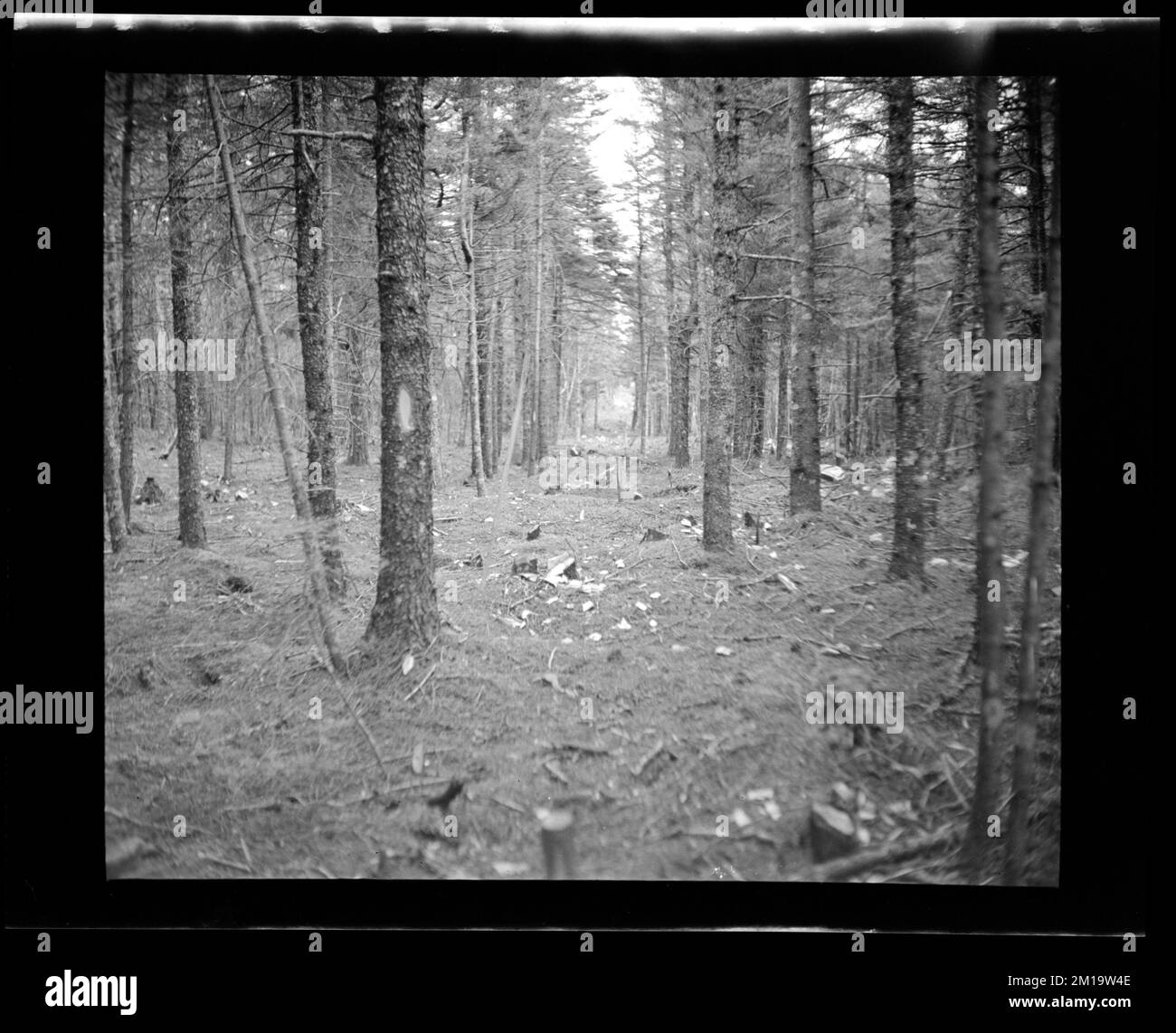 Trees , Trees. Photographs of the First Naval District Stock Photo - Alamy