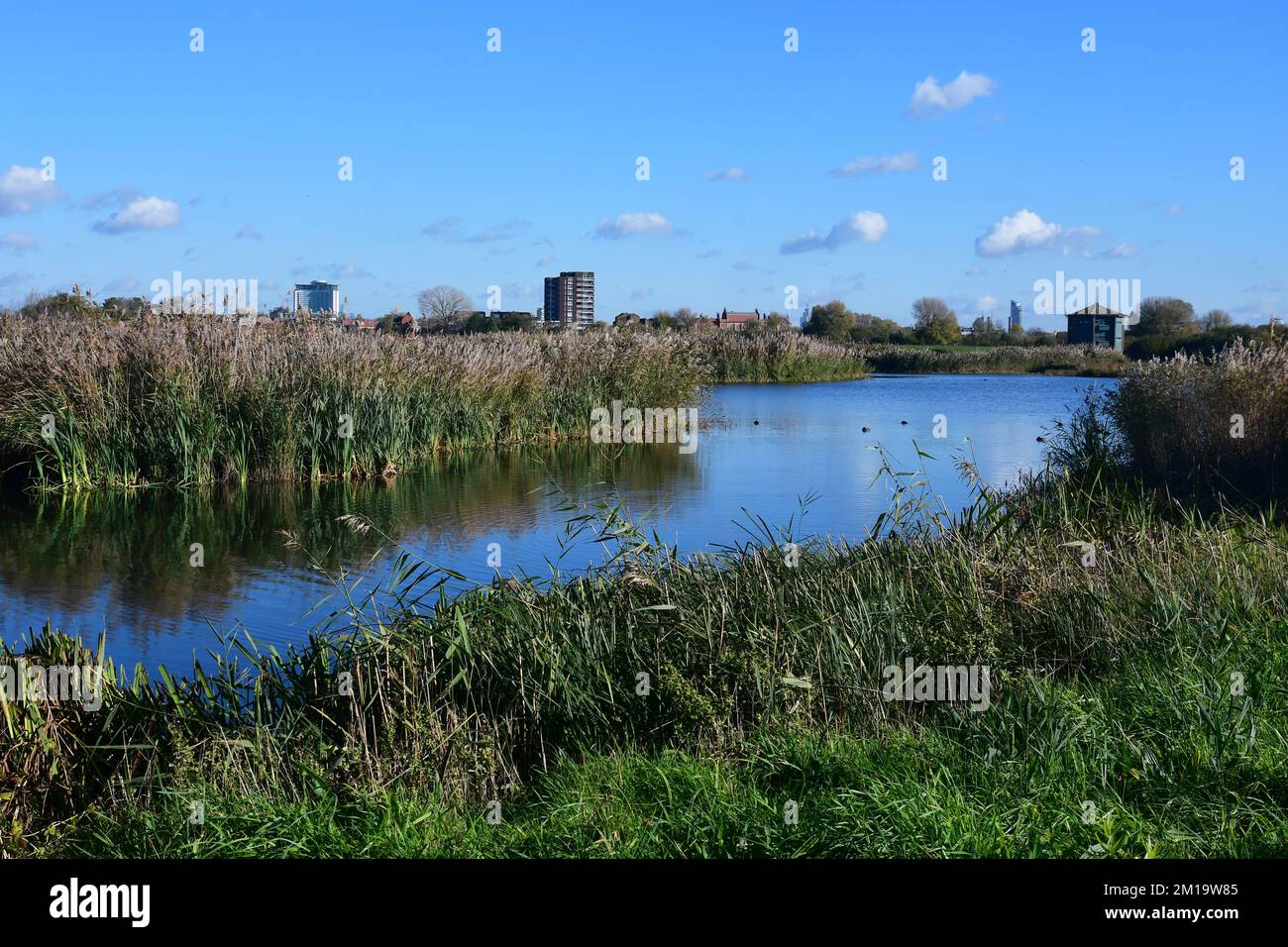 Wetland birds uk hi-res stock photography and images - Alamy