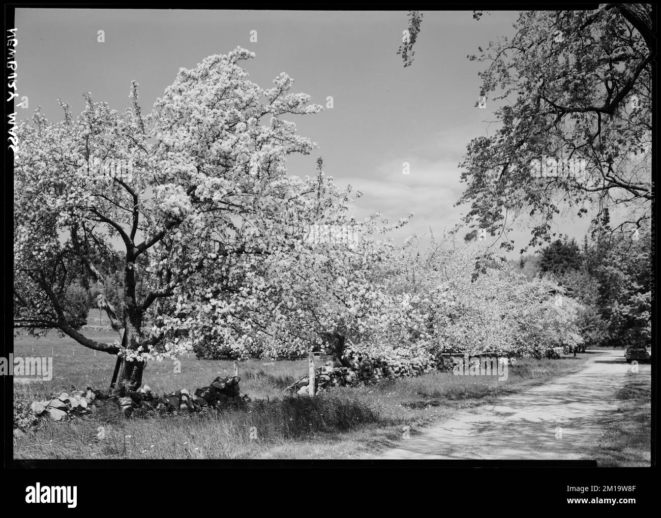 Trees and field , Stone walls, Trees, Dirt roads. Samuel Chamberlain ...