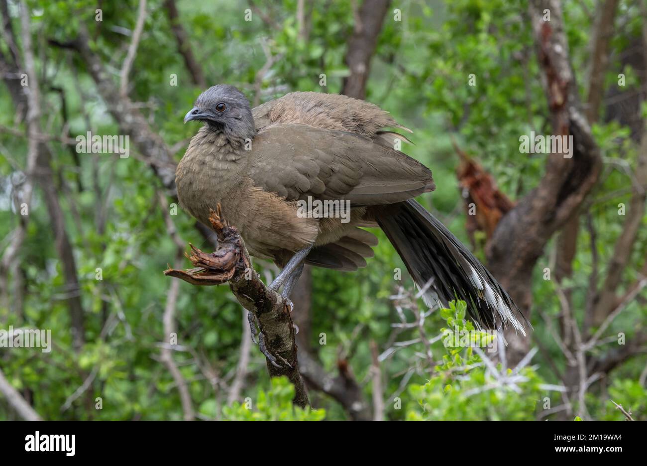 Plain chachalaca, Ortalis vetula, perched in tree in winter, Texas ...