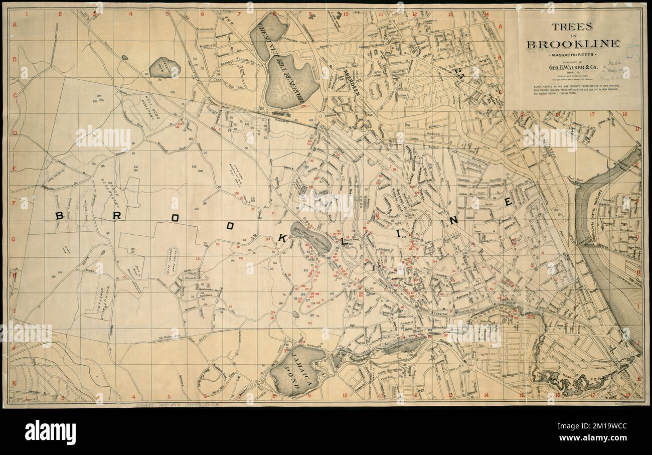 Trees in Brookline, Massachusetts , Trees, Massachusetts, Brookline ...