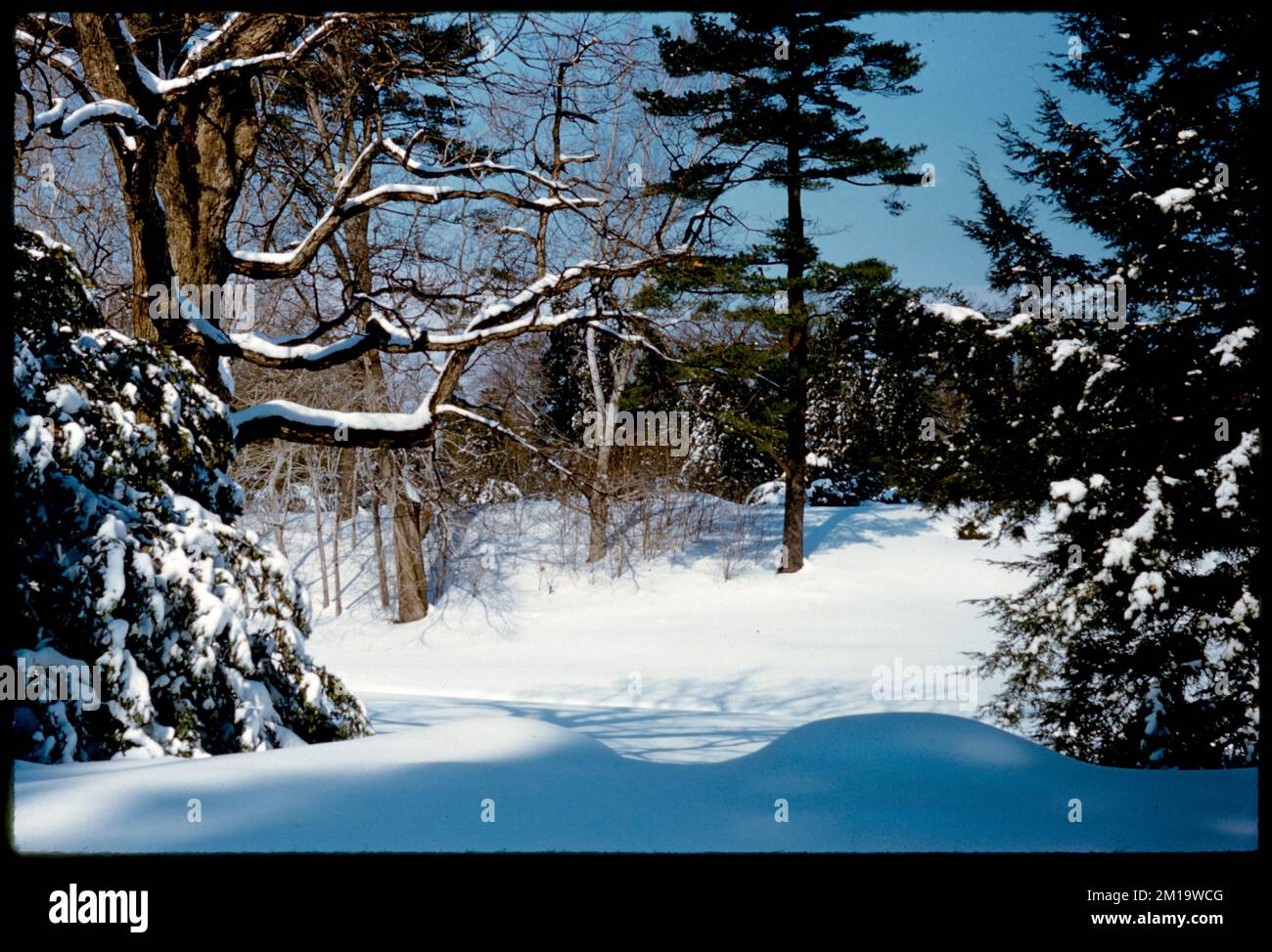 Trees in deep snow, Arnold Arboretum , Trees, Snow, Botanical gardens ...