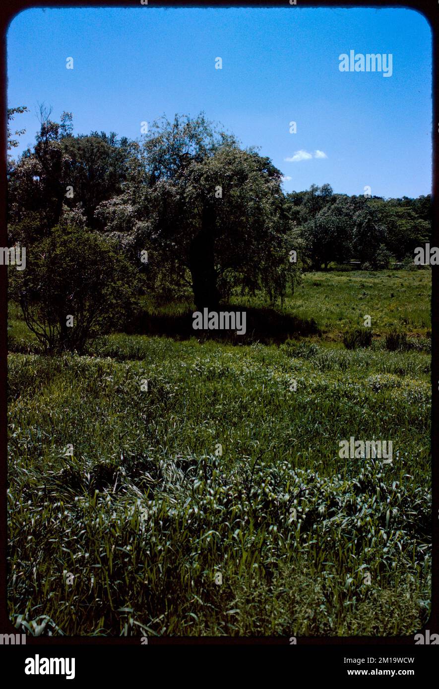 Trees in open area with tall grass, Arnold Arboretum, Boston , Meadows ...