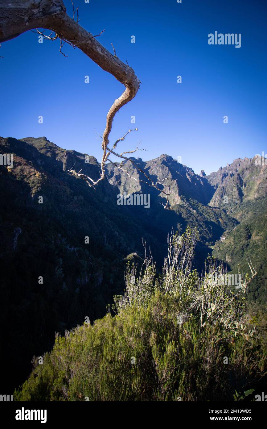 Tree Hanging Over The Edge Stock Photo - Alamy