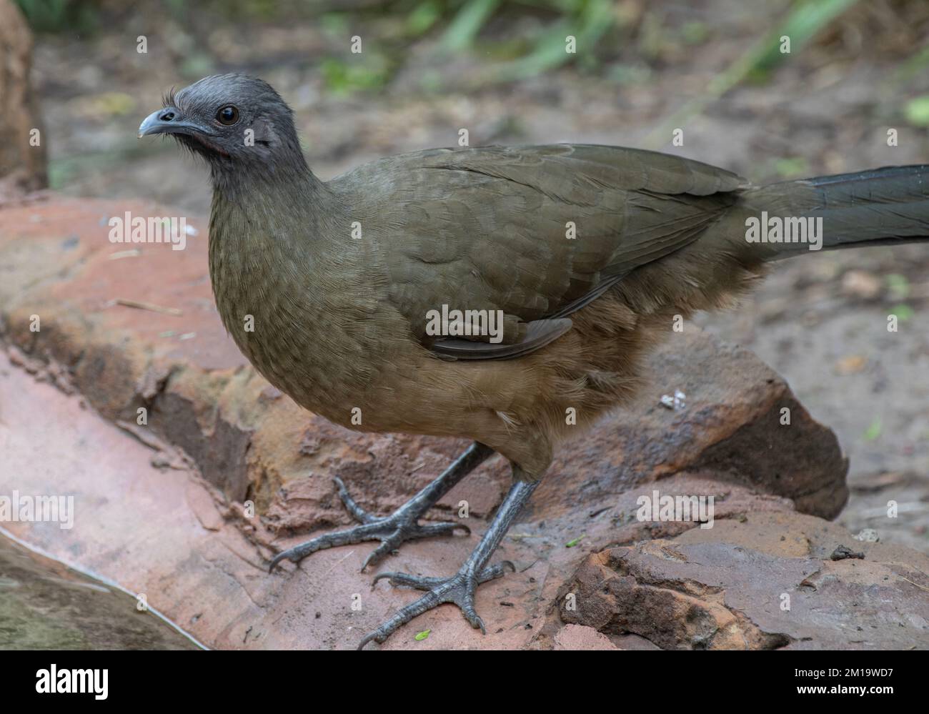 Plain chachalaca, Ortalis vetula, coming to pool to drink. Texas Stock ...