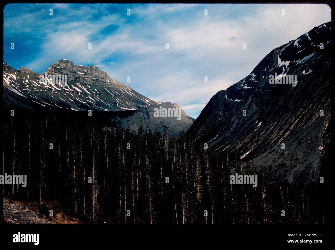Trees in front of steep mountains, British Columbia , Mountains, Trees ...