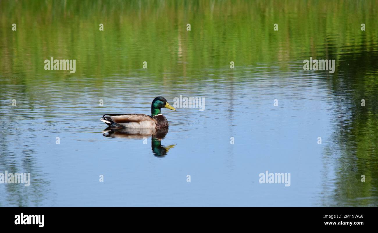 A lone Male Mallard Duck swimming on a small pond in southwestern ...