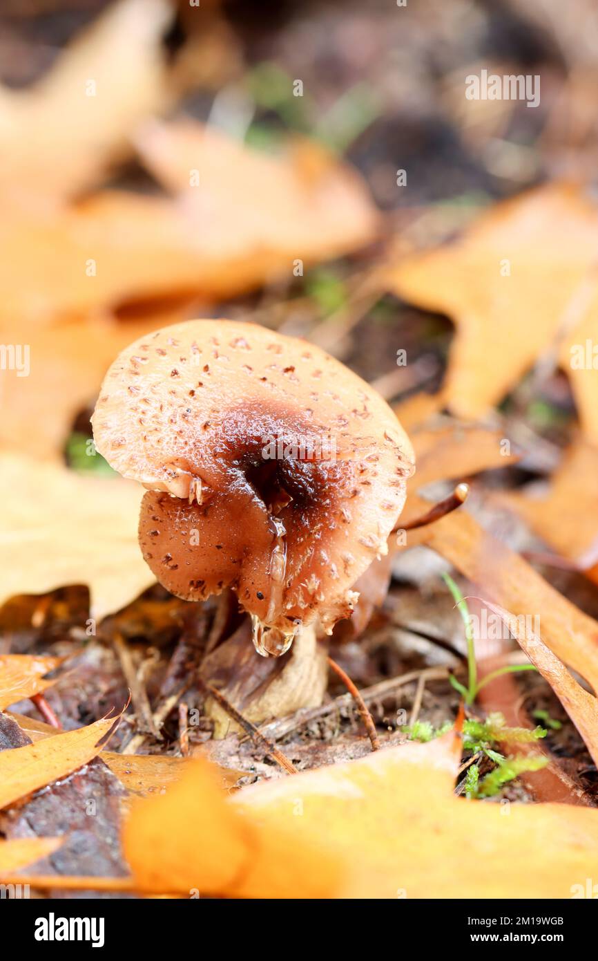 mushrooms in autumn Stock Photo - Alamy