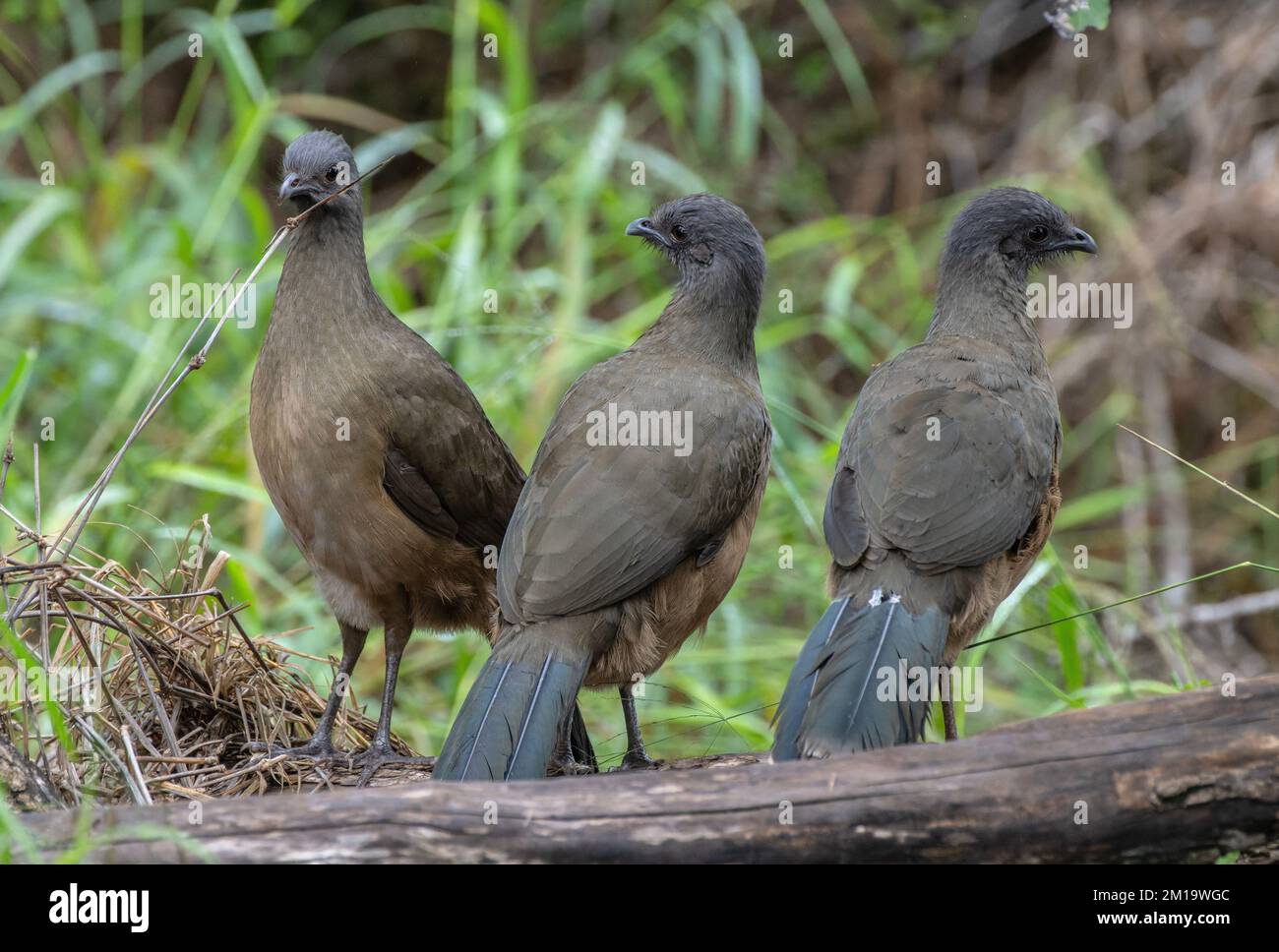 Plain chachalacas, Ortalis vetula, perched in tree in winter, Texas ...