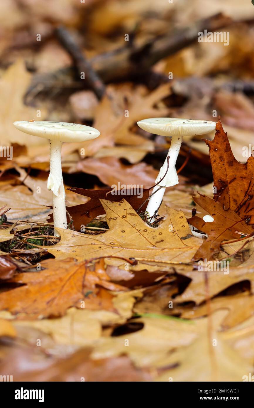 mushrooms in autumn Stock Photo - Alamy