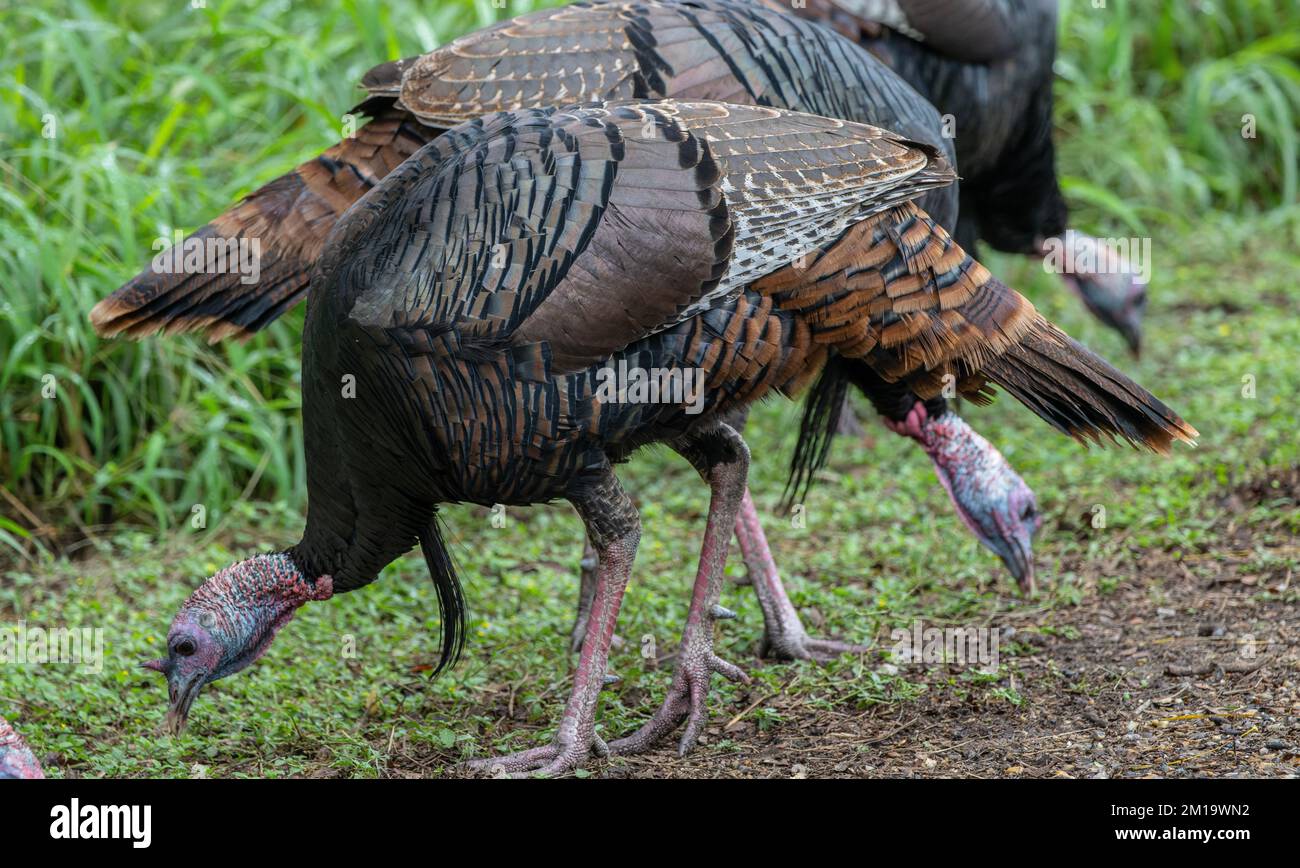 Wild turkeys, Meleagris gallopavo, in the form called Rio Grande wild ...