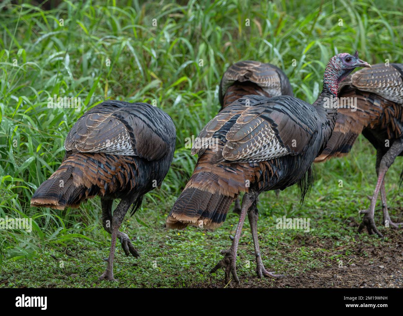 Wild turkeys, Meleagris gallopavo, in the form called Rio Grande wild ...