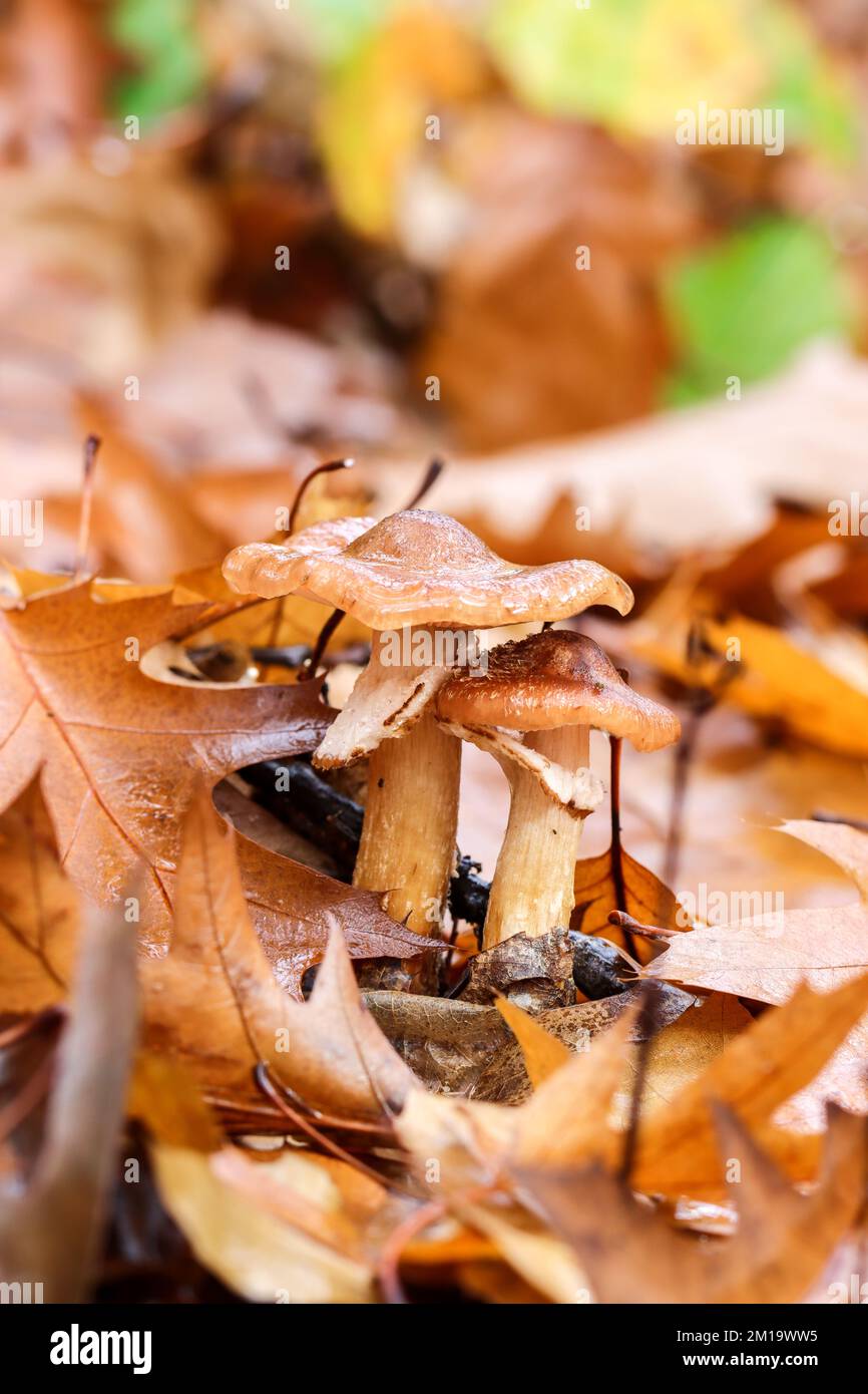 mushrooms in autumn Stock Photo - Alamy