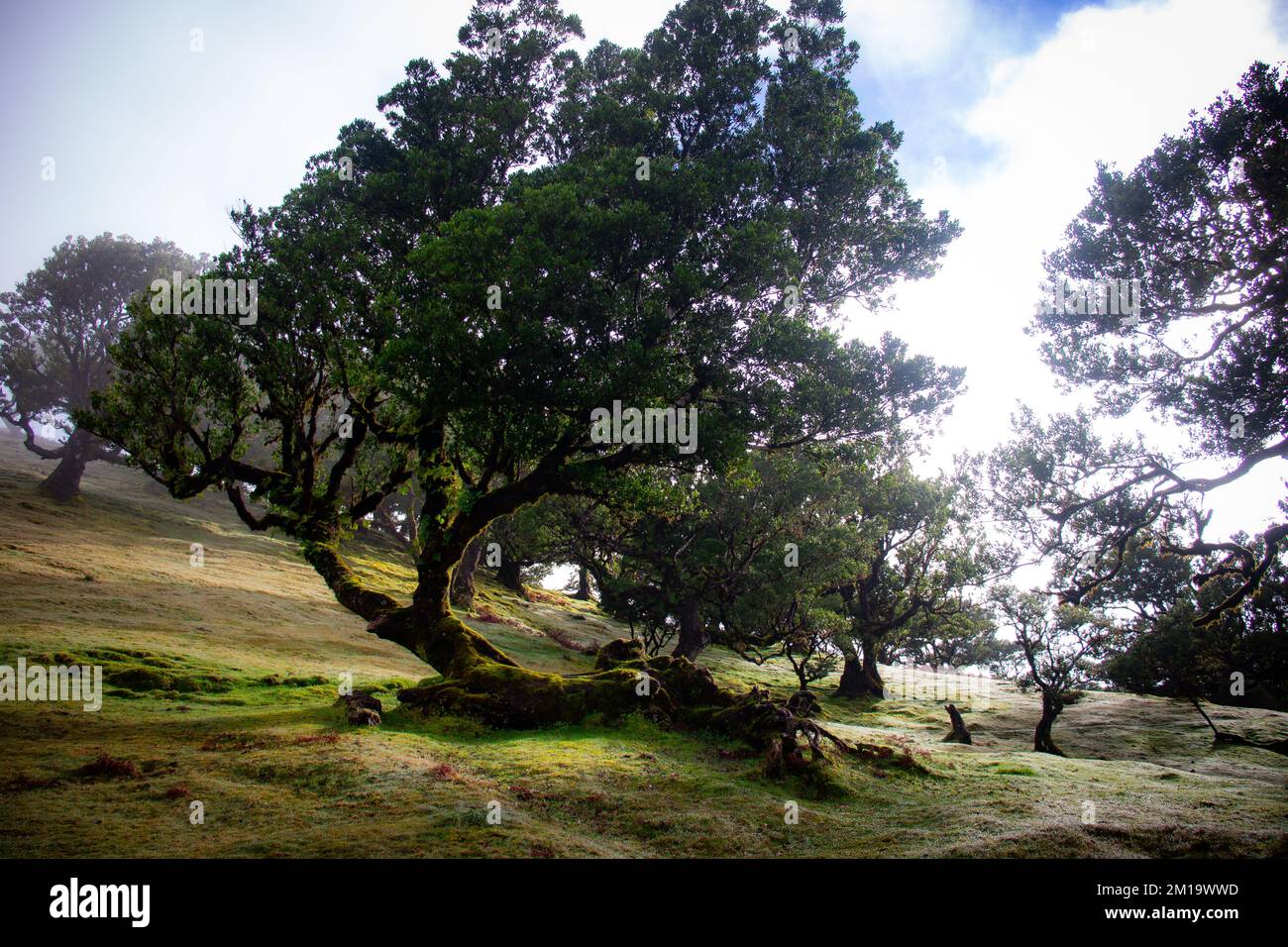 Trees In The Fanal Forest Stock Photo - Alamy