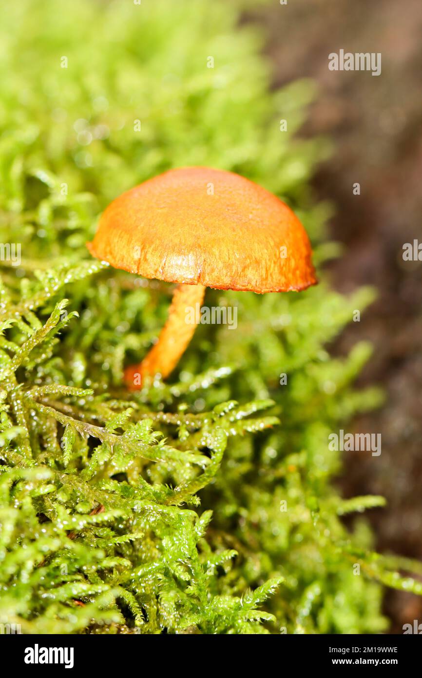 mushrooms in autumn Stock Photo - Alamy