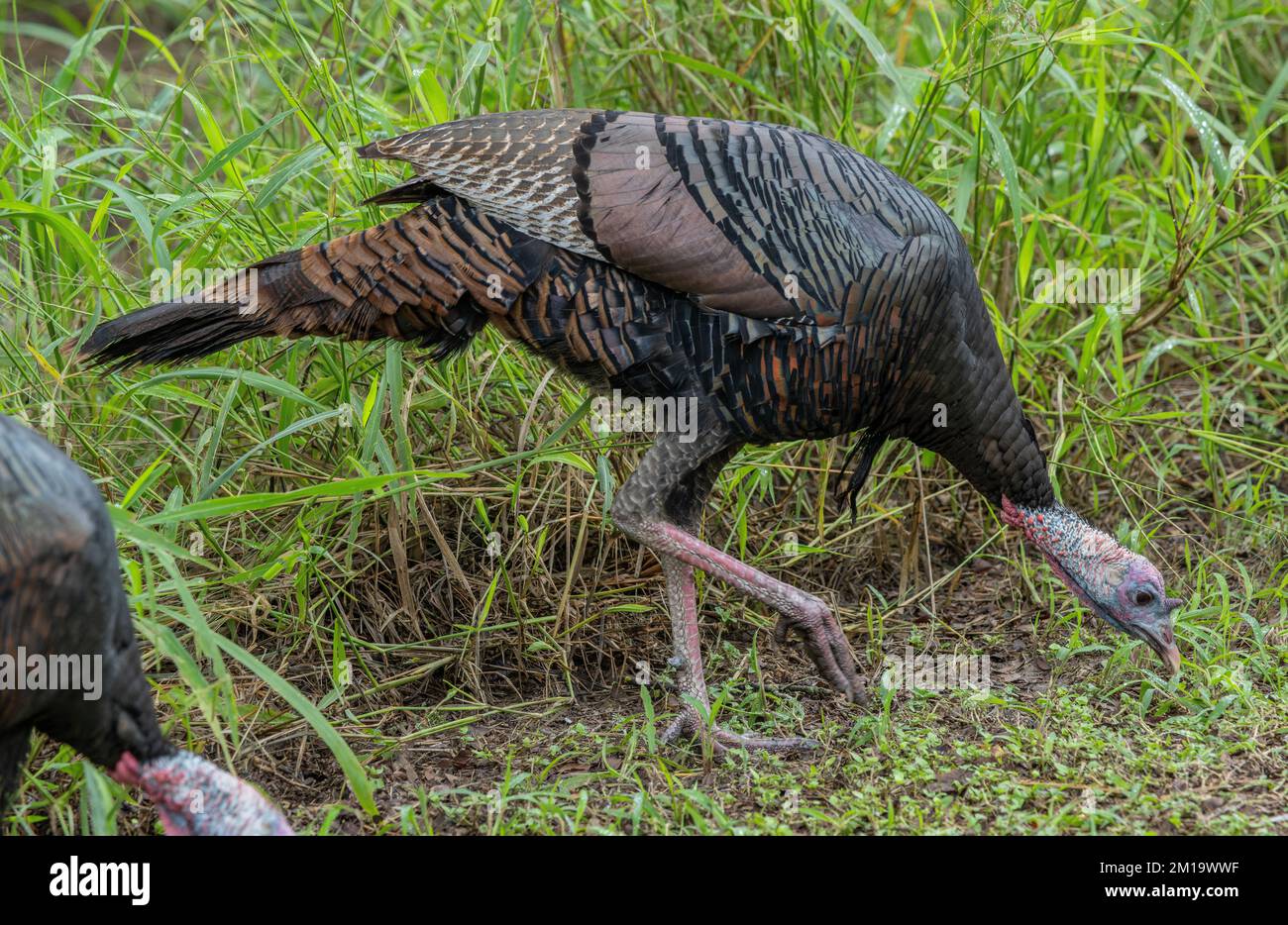 Wild turkeys, Meleagris gallopavo, in the form called Rio Grande wild ...