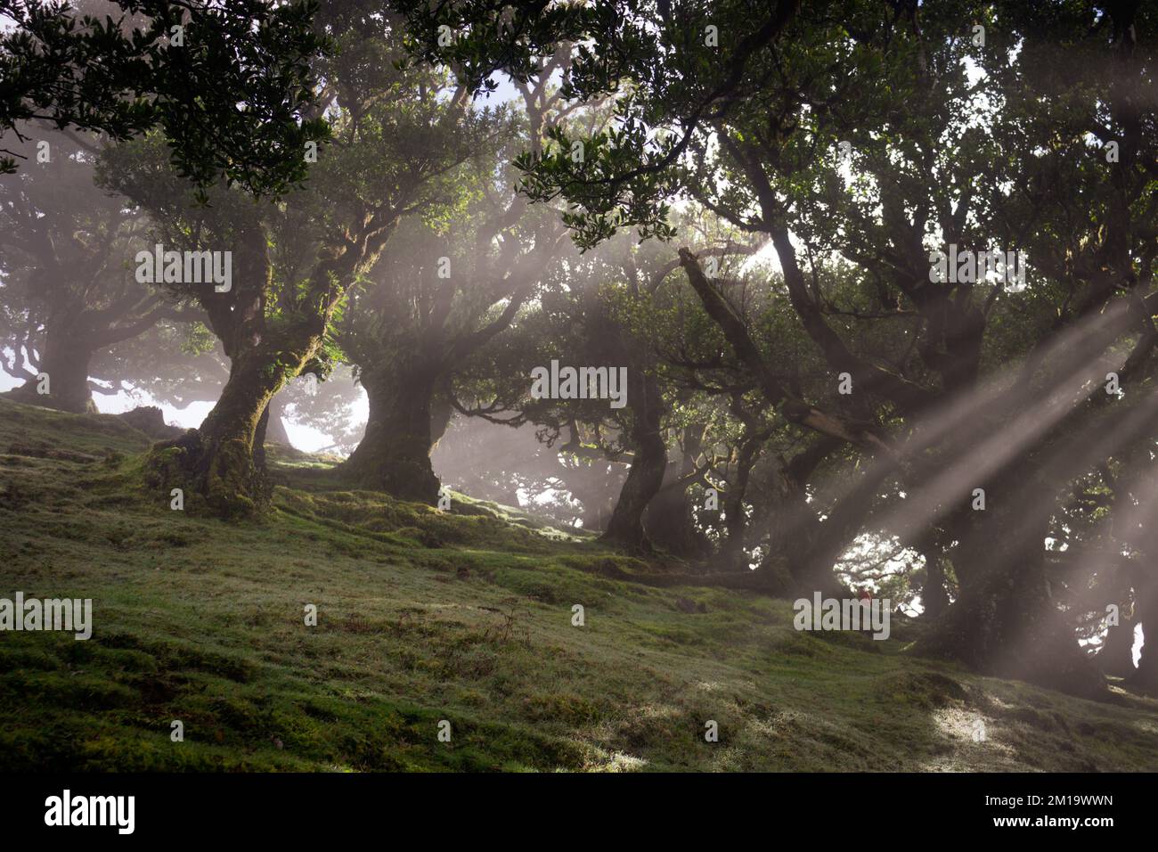 Trees In The Fanal Forest Stock Photo - Alamy