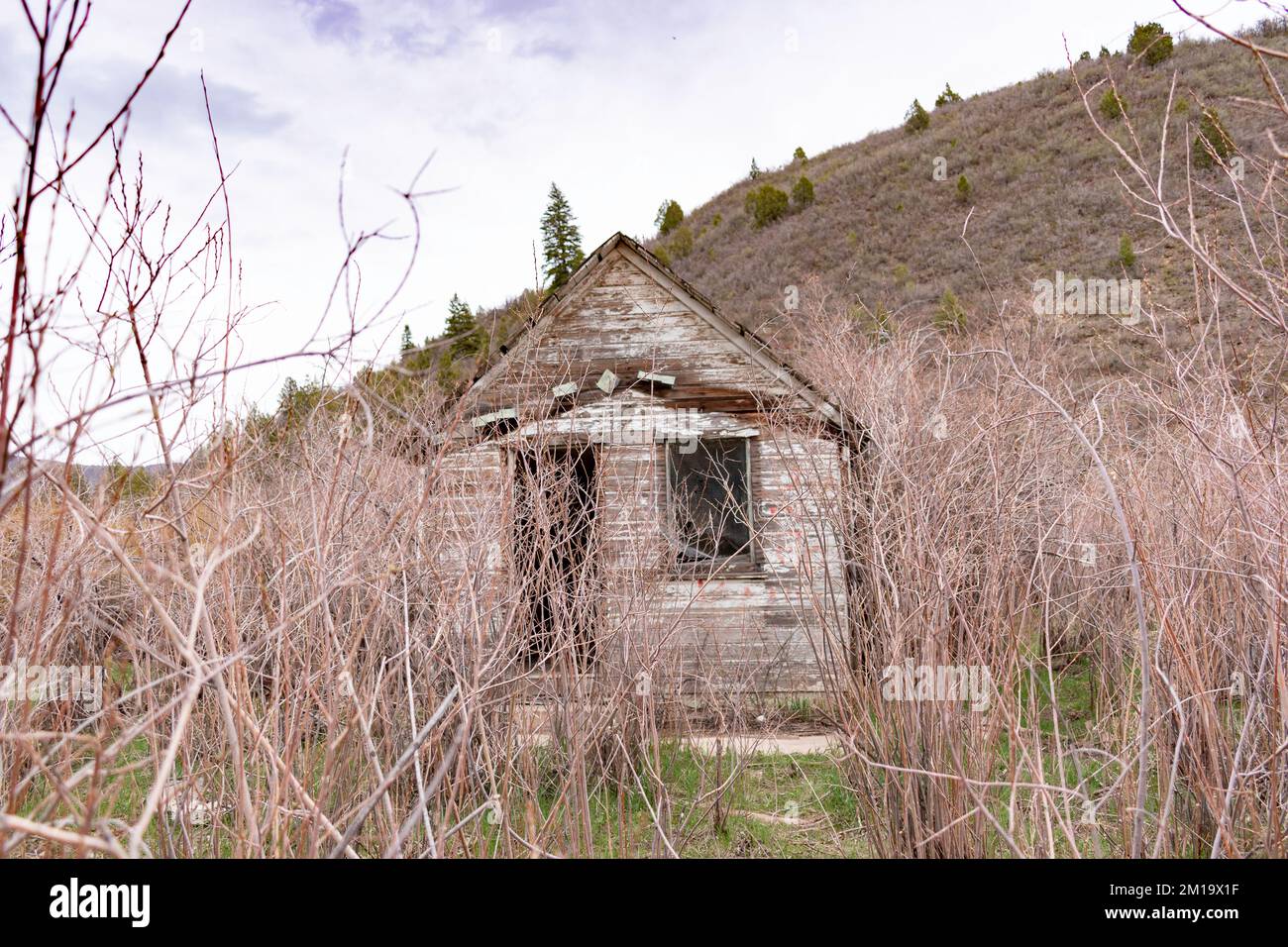 Spooky Old Wooden Cabin in the Bushes Stock Photo - Alamy