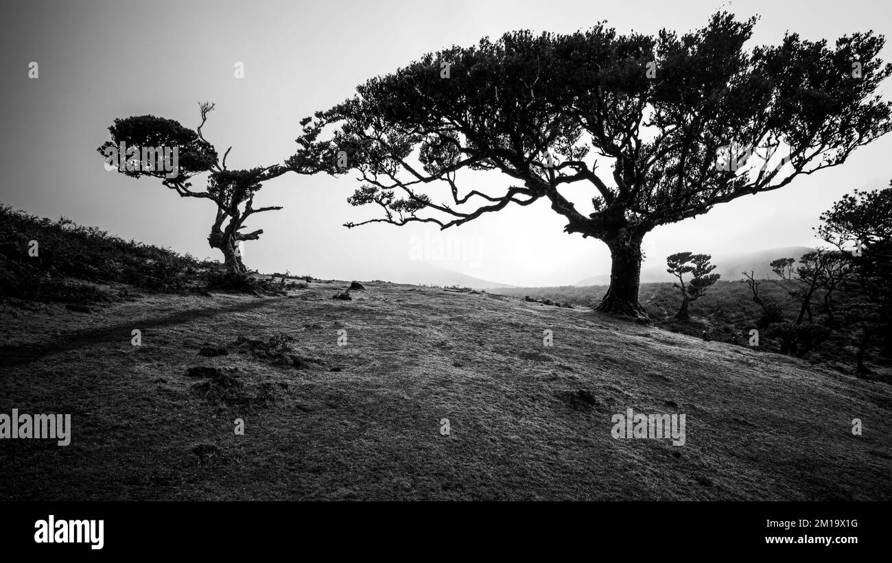 Trees In The Fanal Forest Stock Photo - Alamy