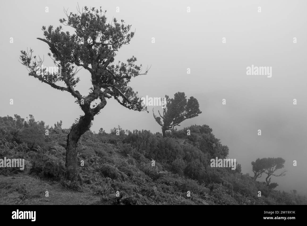 Trees In The Fanal Forest Stock Photo - Alamy