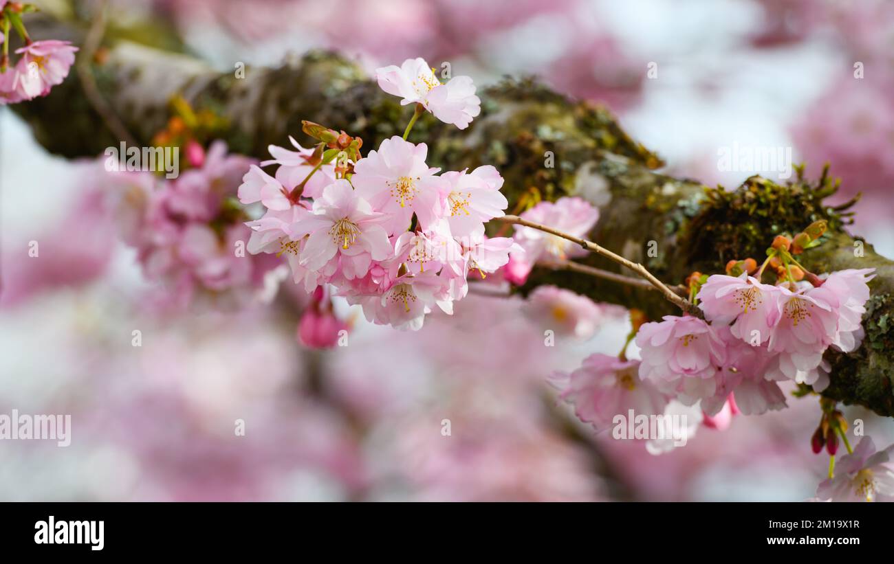 Closeup cherry spring tree hi-res stock photography and images - Alamy