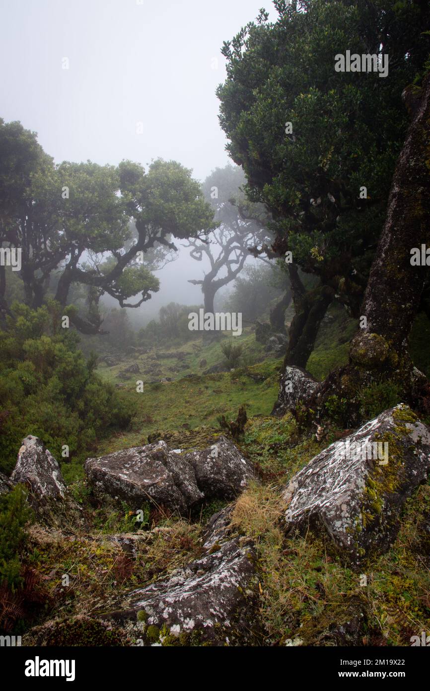 Trees In The Fanal Forest Stock Photo - Alamy