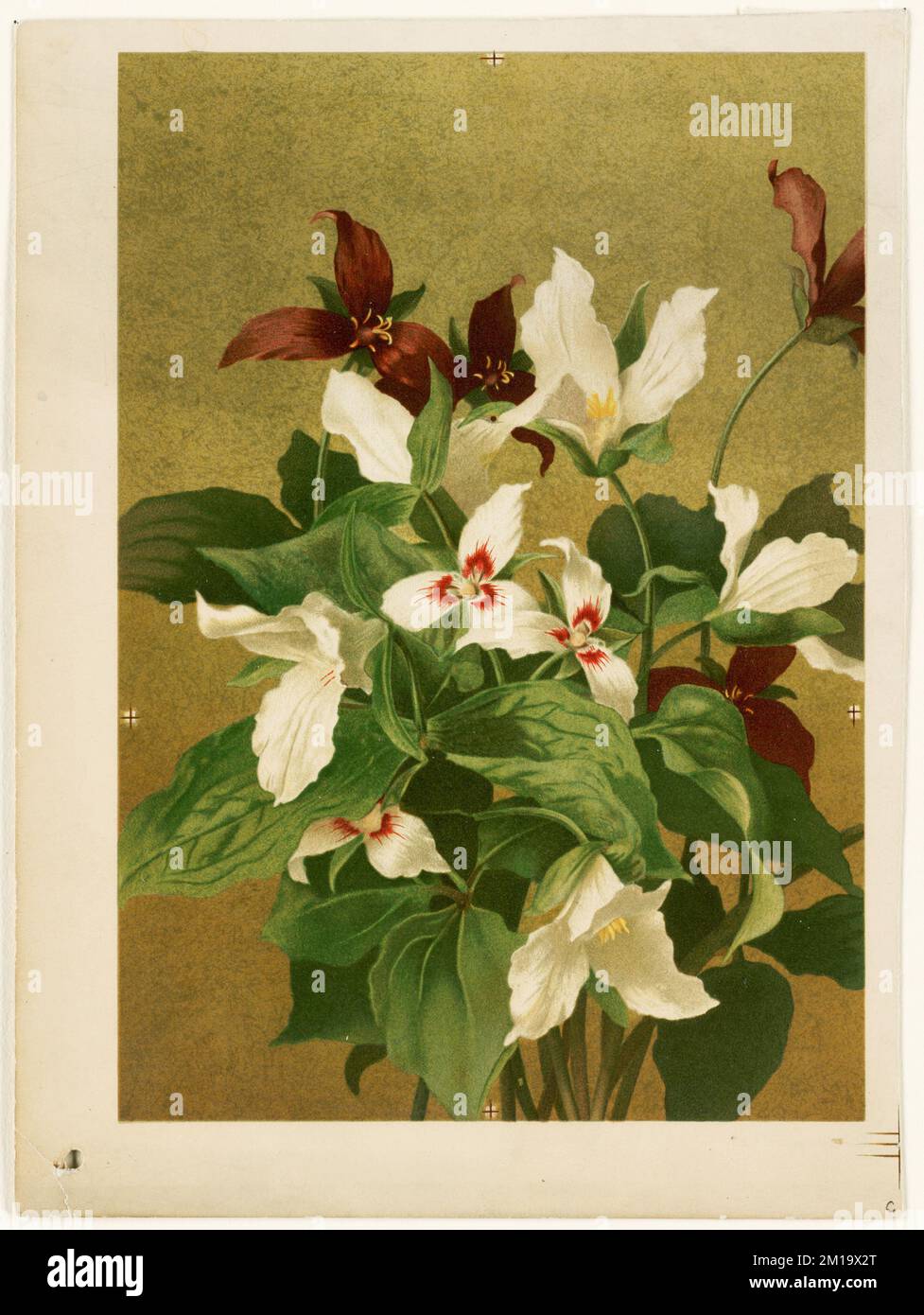 Trillium plants hi-res stock photography and images - Alamy