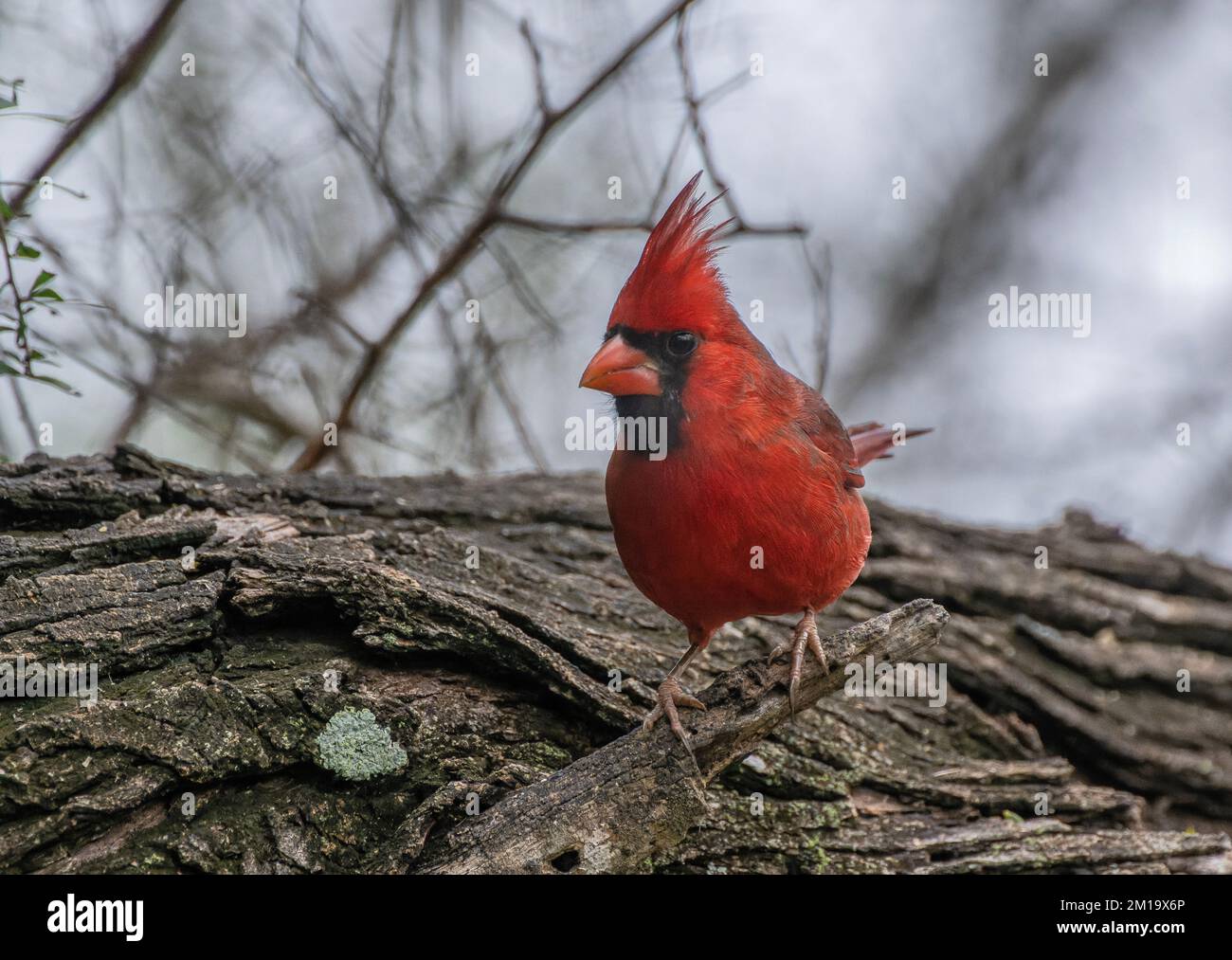 Male Northern cardinal, Cardinalis cardinalis, coming to woodland bird ...